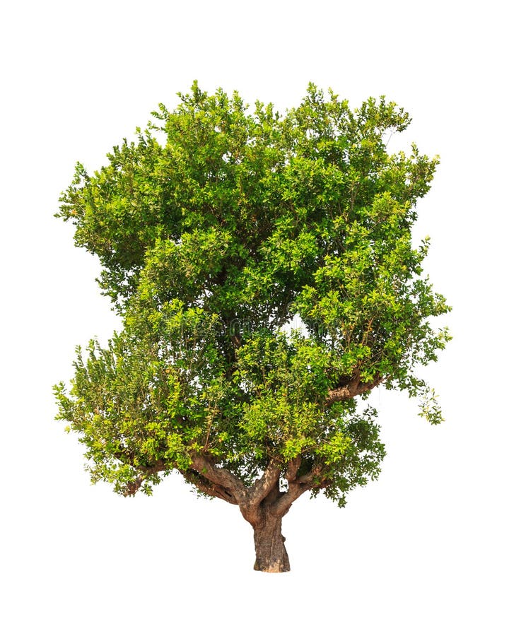 Jambul (Syzygium cumini) stock photo. Image of decoration - 30069576