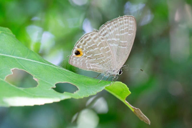 Jamides Alecto Resting on a Leaf Stock Image - Image of animal ...