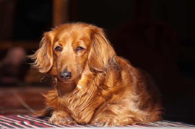 Jamnik zdjęcie stock. Obraz złożonej z twarz, futerko - 17035770