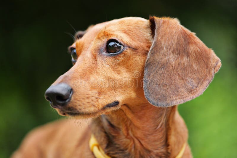 Jamnika Czarny Szczeniak Trzy Obraz Stock - Obraz złożonej z stojak ...