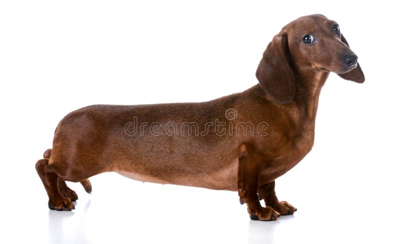 Miniatura gładki jamnik obraz stock. Obraz złożonej z kieł - 48442623