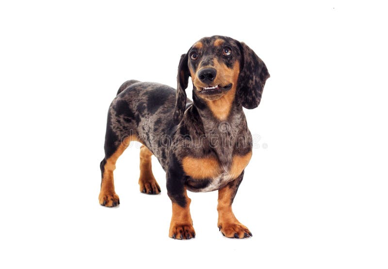 Jamnik pies obraz stock. Obraz złożonej z pies, czysty - 99012991