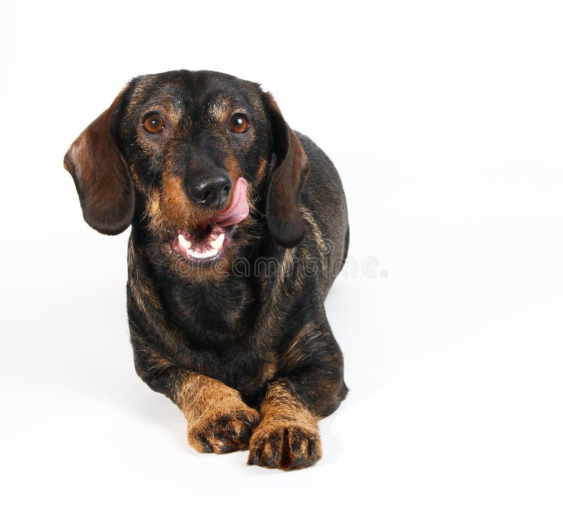 Dachszund Czuje Się Pysznie Obraz Stock - Obraz złożonej z odosobniony ...