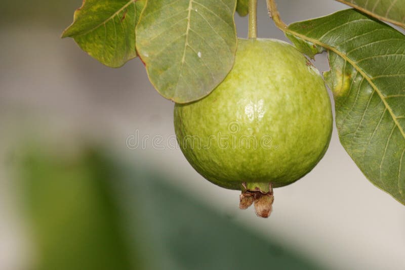 Jampandu stock image. Image of fruits, fresh, nature - 141432589