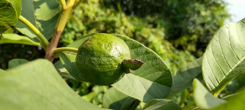 Jamrukh Stock Photos - Free & Royalty-Free Stock Photos from Dreamstime