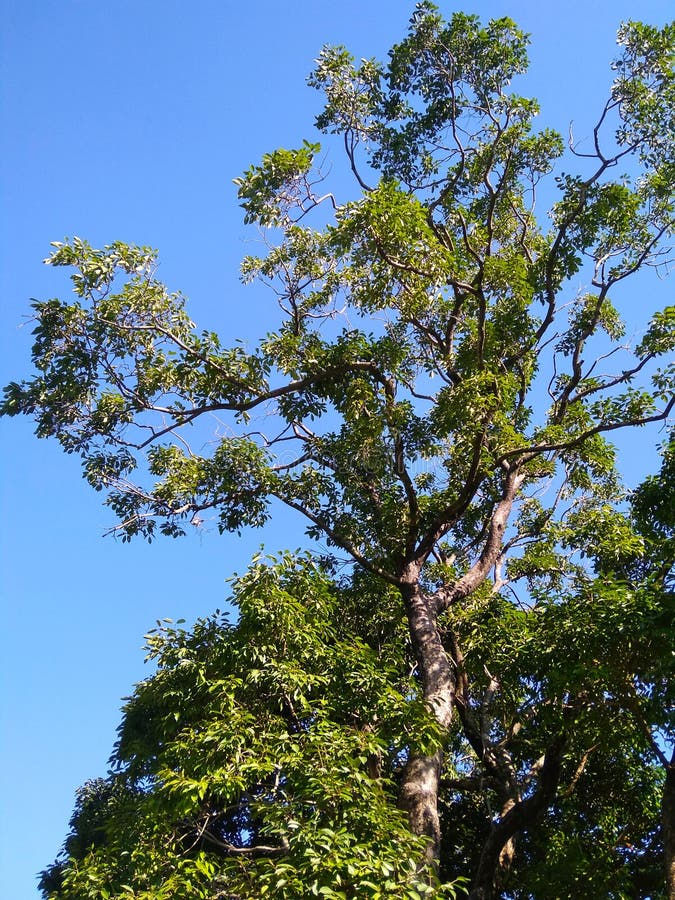 Jamuan tree stock photo. Image of long, plants, green - 157082562