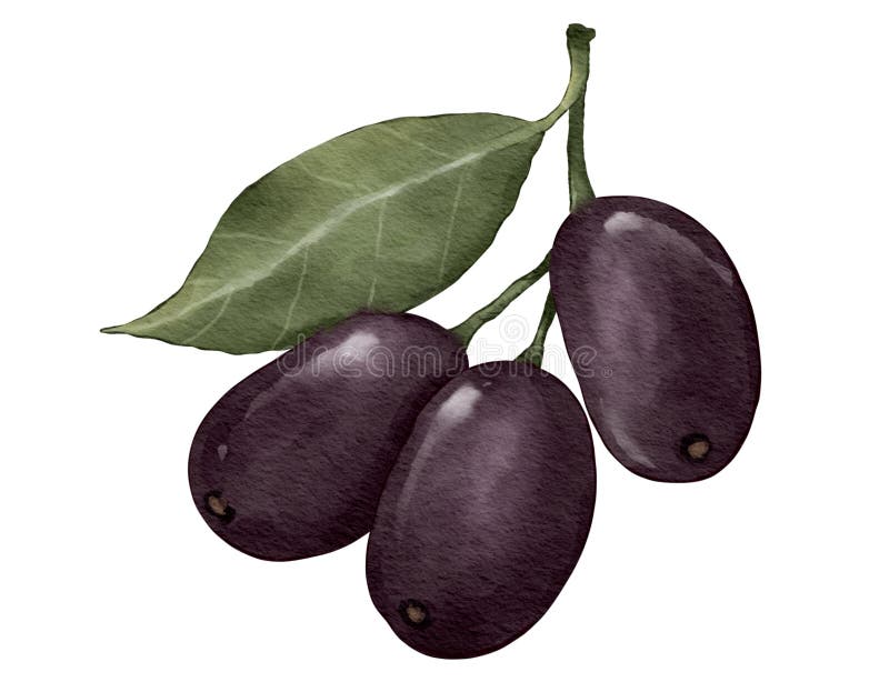 Jamun Fruit Illustration for Coloring Book Template, Jamun Fruit for ...