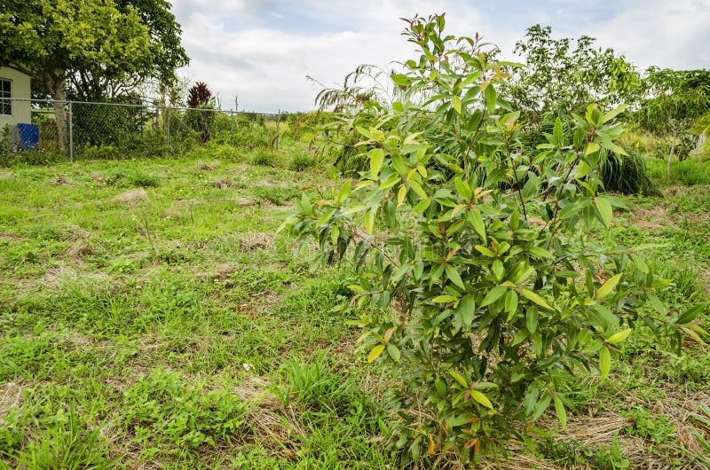 370 Jamun Tree Stock Photos - Free & Royalty-Free Stock Photos from ...