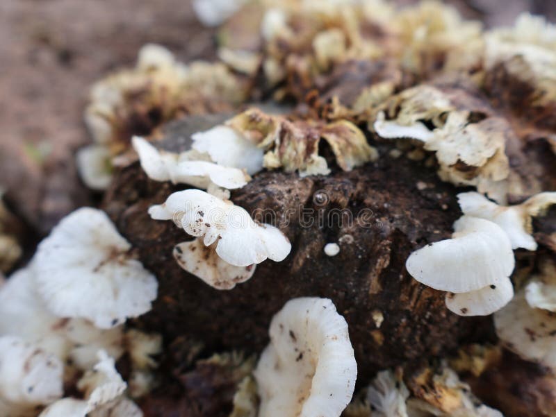 Jamur Grigit Stock Photos - Free & Royalty-Free Stock Photos from ...