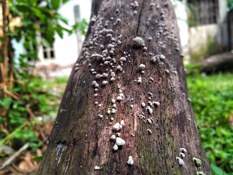 Jamur Grigit (Split Gill Mushroom) Growing on a Tree Trunk. Stock Image ...