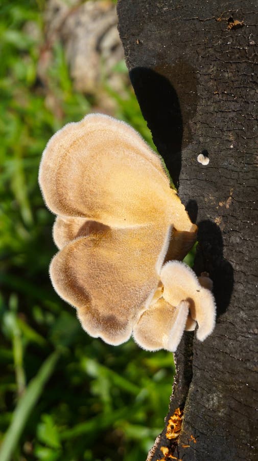 Jamur Panus neostrigosus stock photo. Image of natural - 282392046