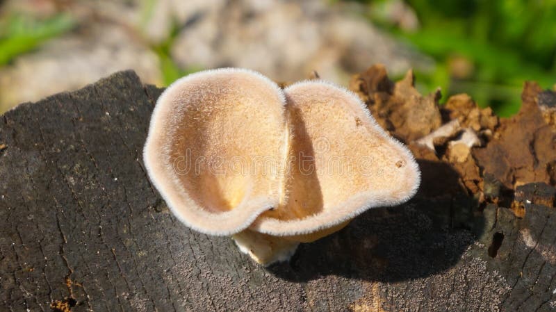 Jamur Panus neostrigosus stock image. Image of yellow - 282392053