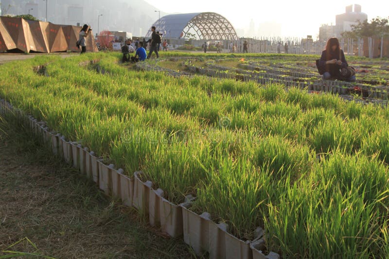 31 Jan 2010 the City Farm of Installation Art at West Kowloon Editorial ...
