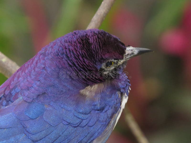15 Jan 2003 Violet-backed Starling Resting on a Branch in Its Habitat ...