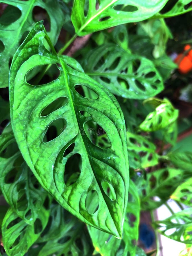 Janda Bolong, Ornamental Plant with Hollow Leaves Stock Photo - Image ...