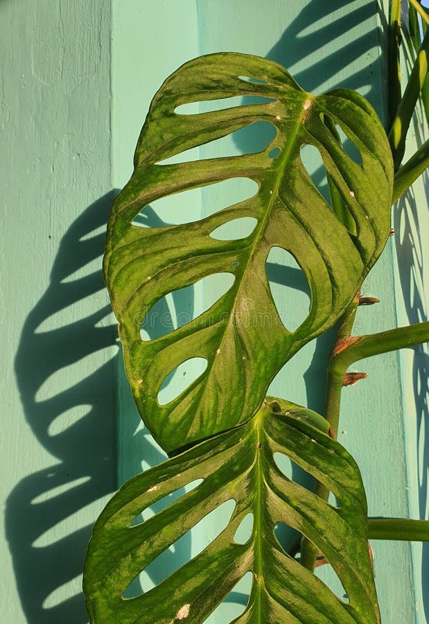 Janda flowers stock image. Image of flower, jandaflowers - 254362149