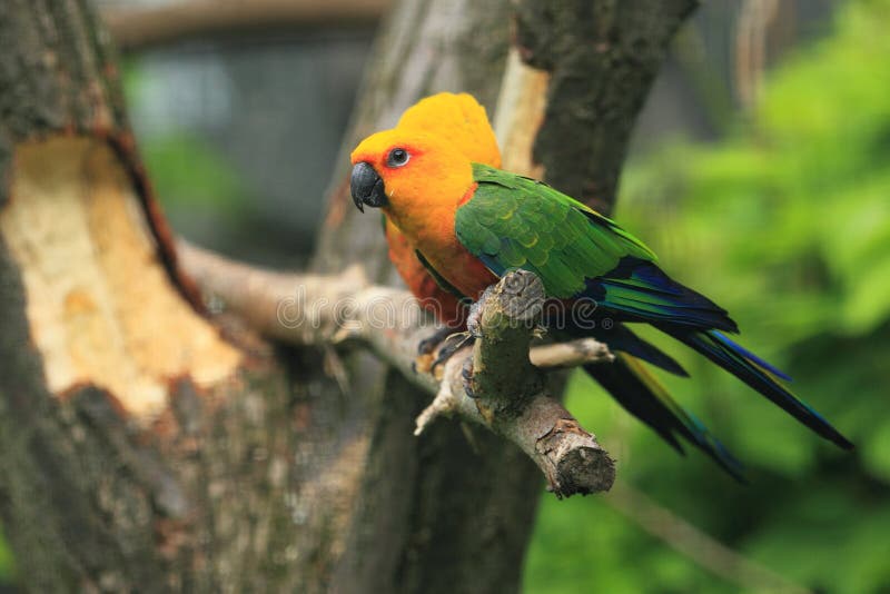 Jandaya conure stock image. Image of aratinga, bird, brazil - 31340101