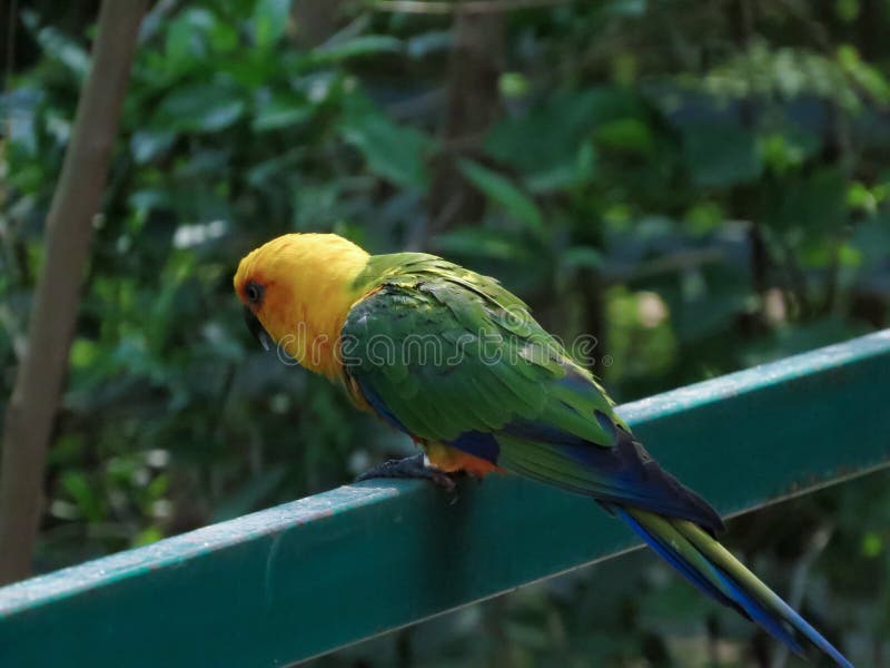 Jandaya Parakeet-Little Exotic Parrot Species Stock Image - Image of ... Jandaya Parakeet-Little Exotic Parrot Species Stock Image - Image of ...