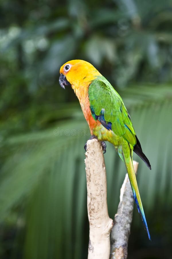 2,168 Multi Colored Parrot Stock Photos - Free & Royalty-Free Stock ...