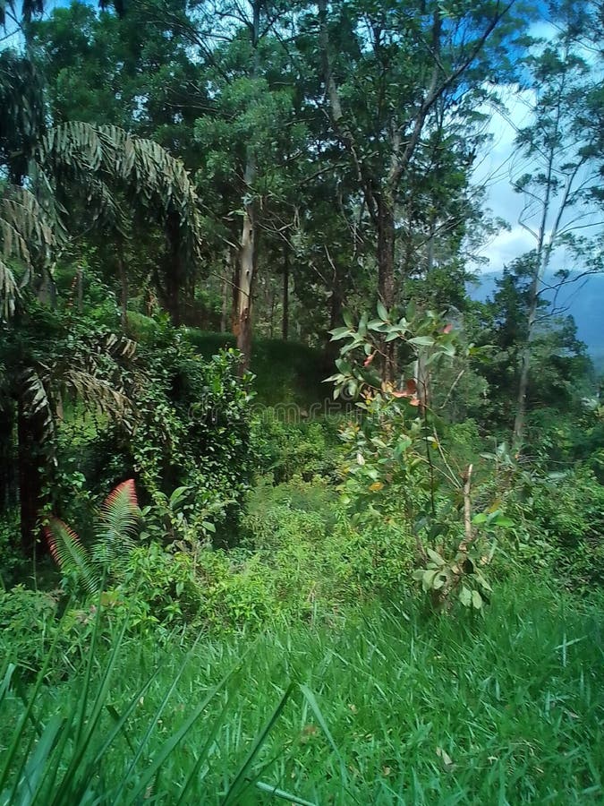 Jangal life good stock image. Image of good, paradais - 252636337