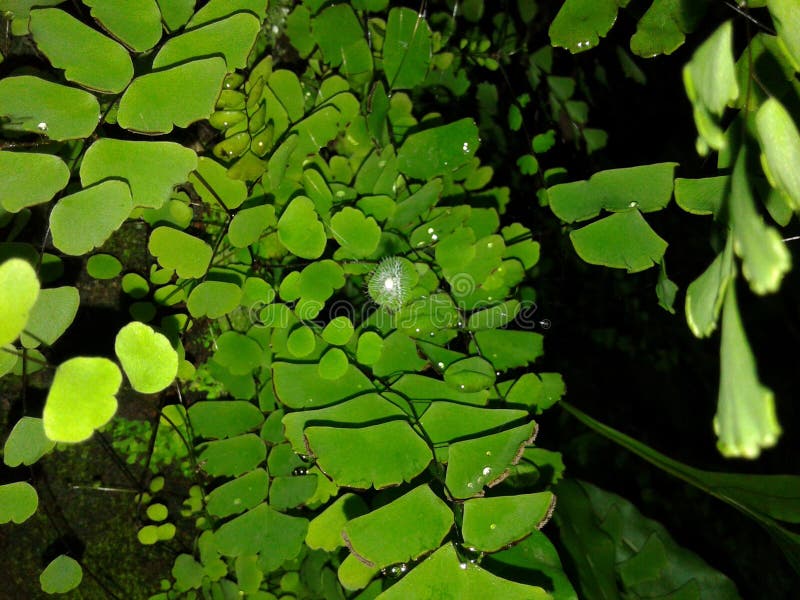 Jangal stock photo. Image of beautiful, jangal, gift - 99885220