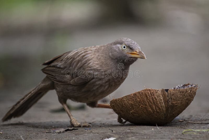 Jangle babbler bird stock image. Image of coconut, shorebird - 223486959
