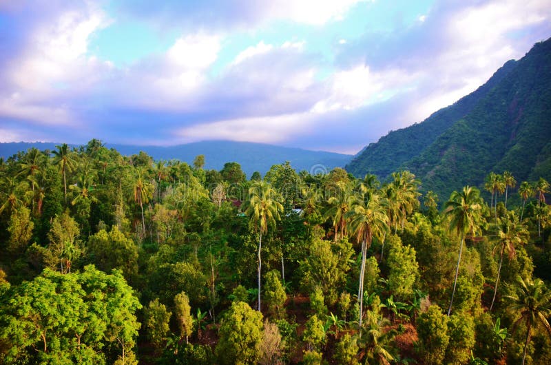 Jangle stock photo. Image of idyllic, panorama, island - 72238462