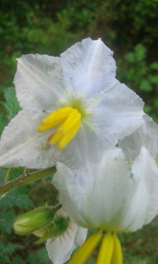 Bringel Stock Photos - Free & Royalty-Free Stock Photos from Dreamstime