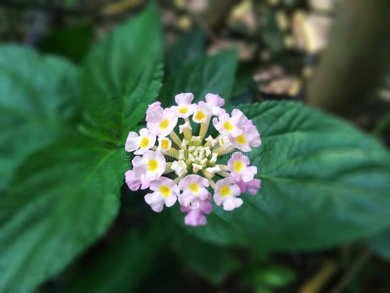 Jangal is a Forest Thick with Tress,other Plants and Animals Stock ...