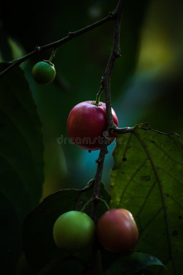 Jangomas De Flacourtia Prune Ndian De Café Image stock - Image du ...