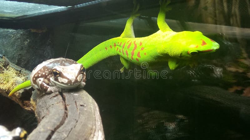 Gecko and Frog stock photo. Image of tree, iguana, frog - 192049346