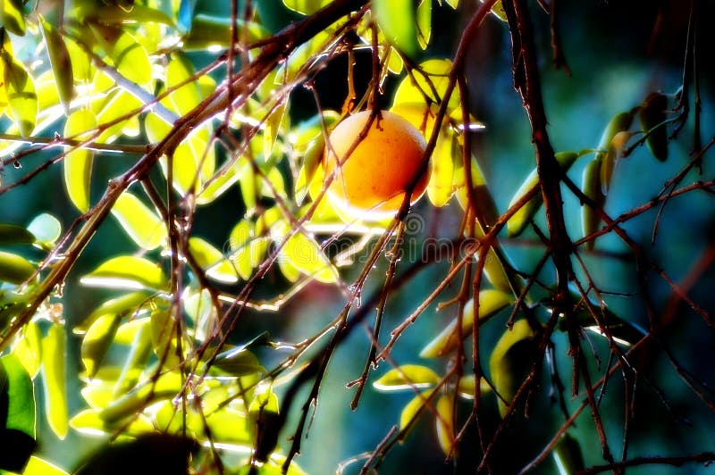 January Grapefruit in California Stock Photo - Image of farming ...