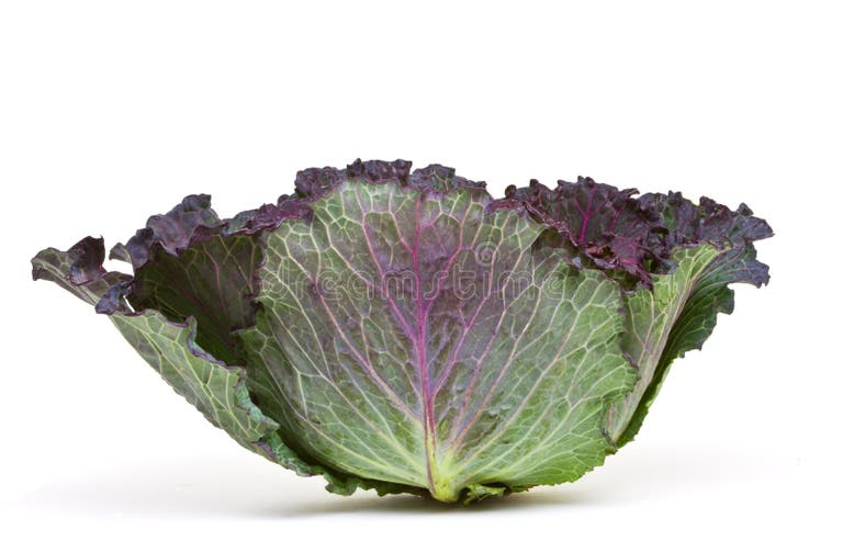 January king cabbage stock image. Image of crinkled, king - 17511571