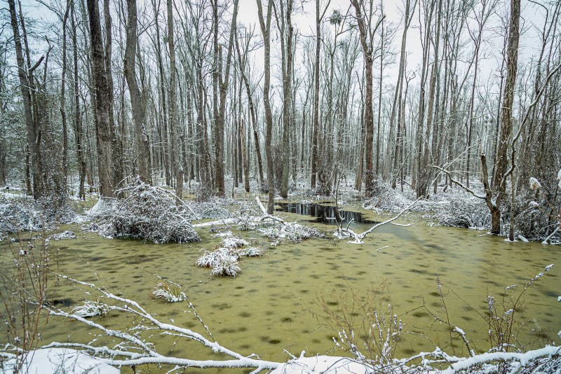 January Snow Day stock photo. Image of southeast, cold - 200324970