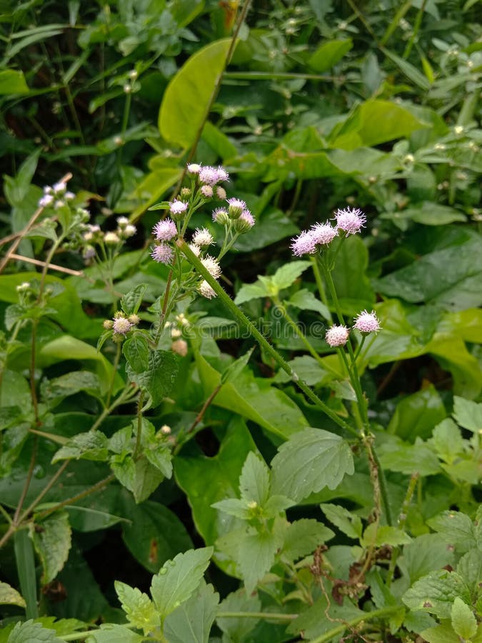 15 January 2023, Tropical White Weed Plants Stock Photo - Image of ...