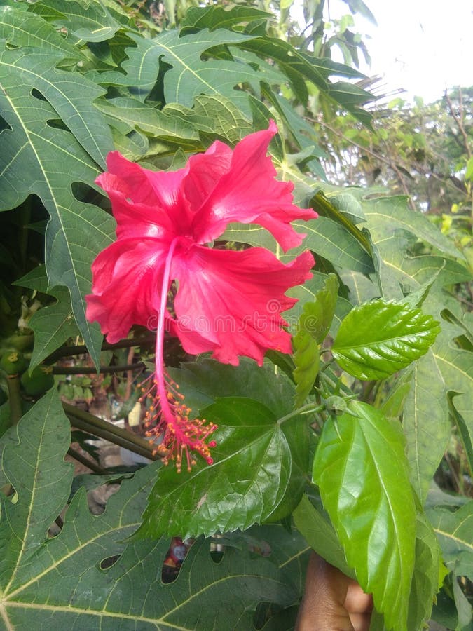 Japakusum Flower Stock Photos - Free & Royalty-Free Stock Photos from ...