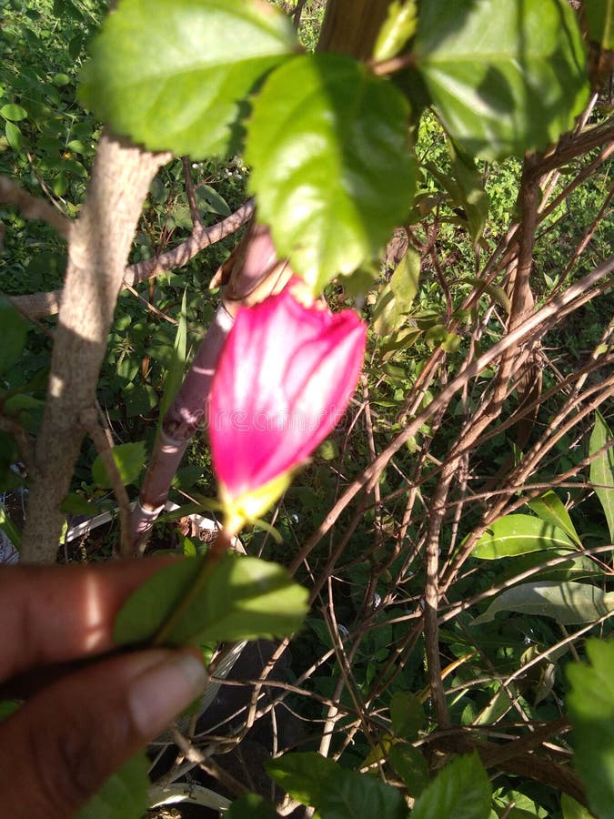 Japakusum Stock Photos - Free & Royalty-Free Stock Photos from Dreamstime