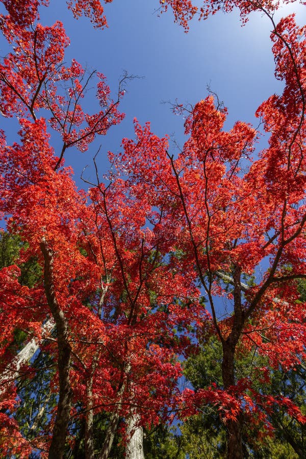 Japan Autumn Season Maple Tree Fall Foliage Colour Background Stock ...