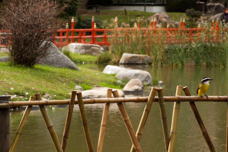Japan bridge in the park stock photo. Image of landscape - 128360114