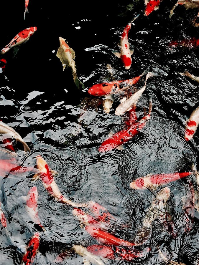 Japan fish craft stock photo. Image of craft, deep, japan - 80277052