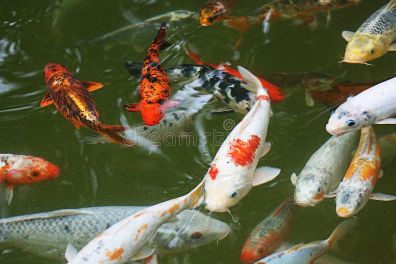 Japan Fishes stock photo. Image of fish, lake, east, bream - 26007686