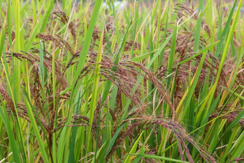 Japan Full Grown Red Rice in Paddy Field. Stock Image - Image of ...