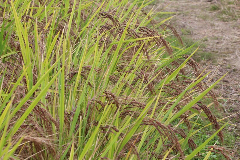 Japan Full Grown Red Rice in Paddy Field. Stock Image - Image of dark ...