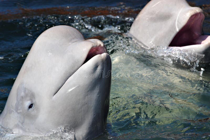Japanska havet.Valar 7 fotografering för bildbyråer. Bild av skina ...