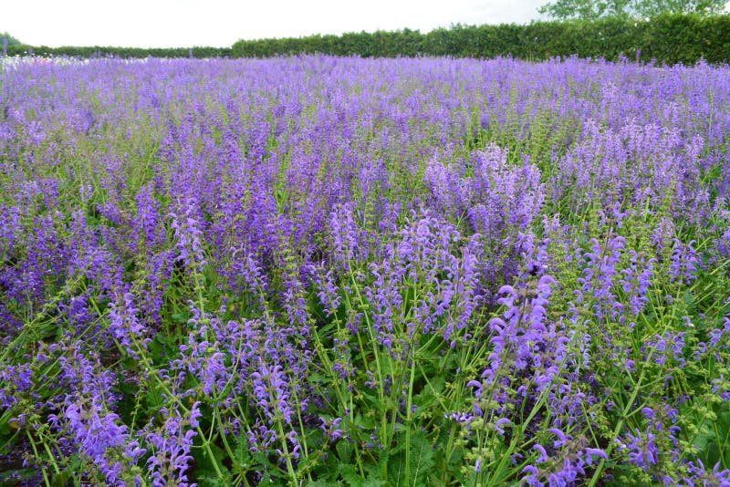 Japan Hokkaido Lavender Field Stock Photo - Image of green, hokkaido ...