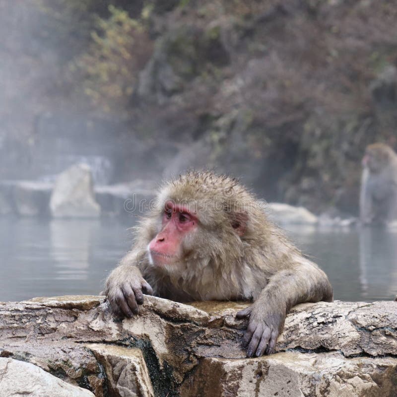 The japanese monkey stock photo. Image of spring, japanese - 225327312