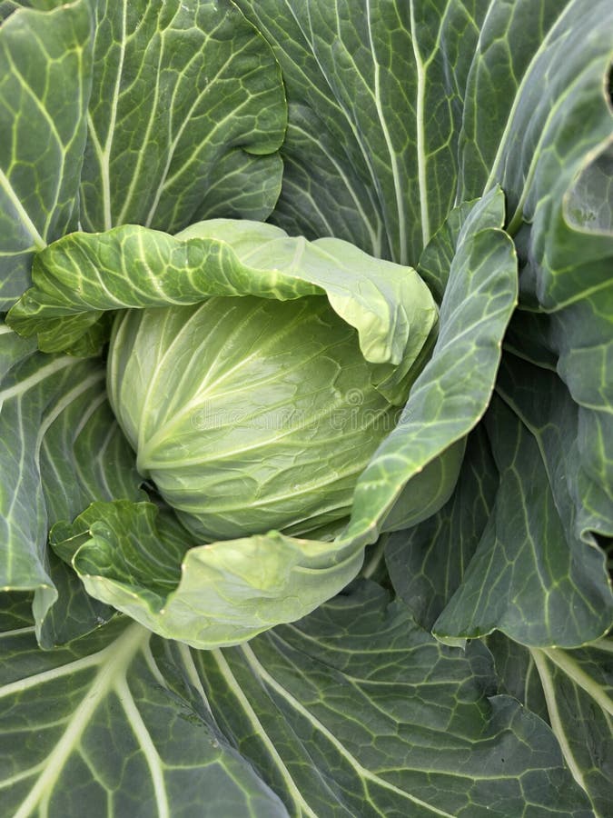 Japan Kyabetsu cabbage stock photo. Image of brassica - 381332614