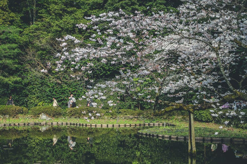 A Japan, Kyoto, Heian Shrine Gardens, Cherry Tree Editorial Stock Photo ...