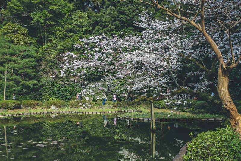 A Japan, Kyoto, Heian Shrine Gardens, Cherry Tree Editorial Image ...