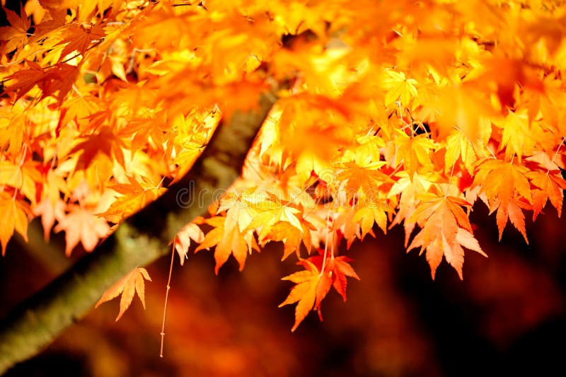 Japan Light up Autumn stock image. Image of momiji, light - 16969223